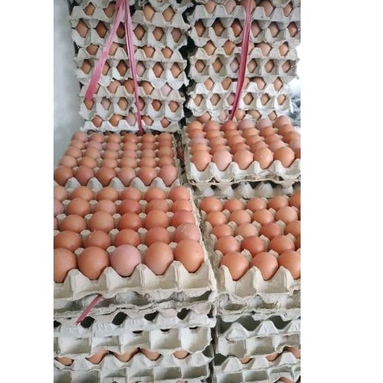 Jual TOKO TERMURAH !!! TELUR AYAM NEGERI GRADE A+ / HORN / FREE RAK ...