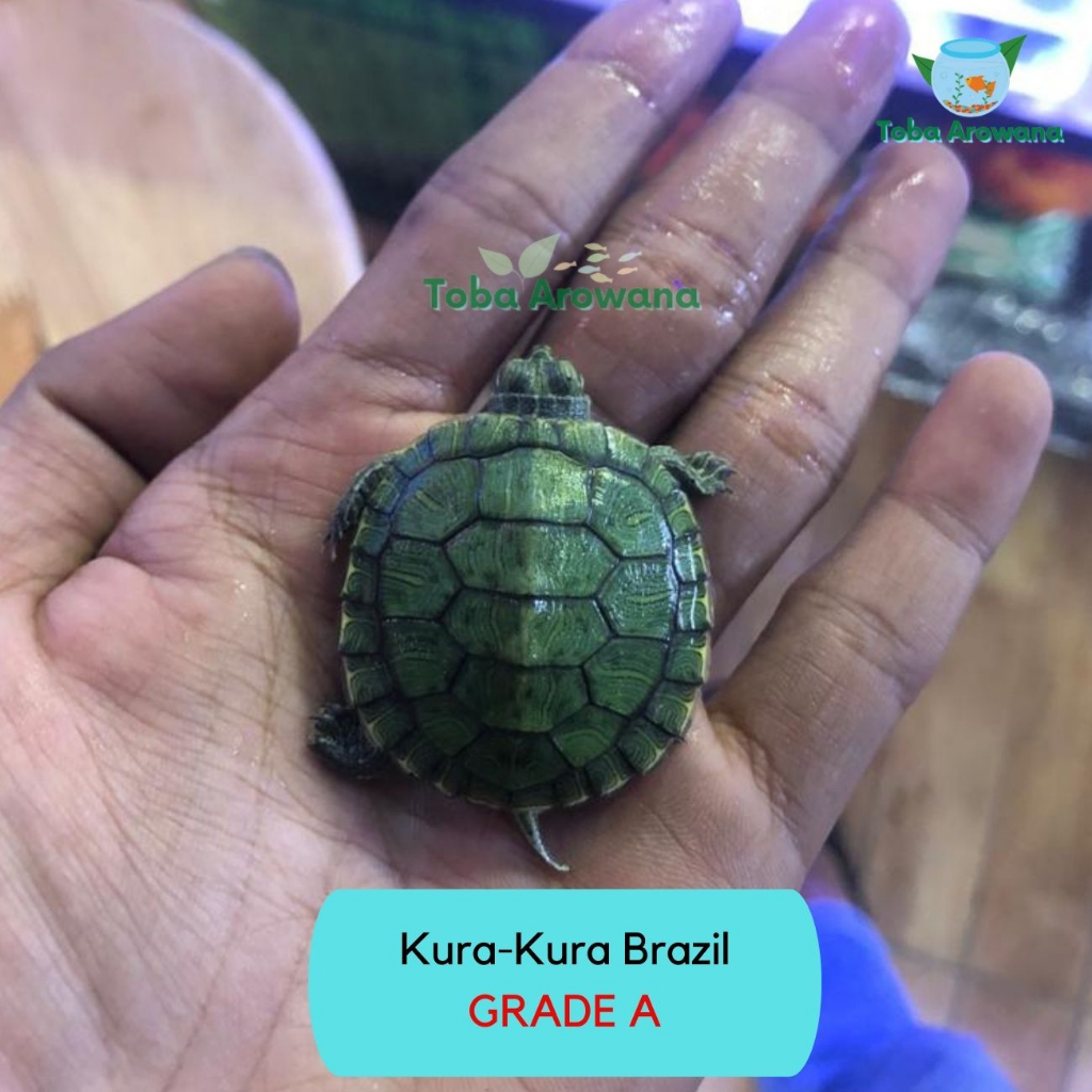 Jual Kura Kura Brazil Teman Ikan Hias Glo Fish Cupang Guppy Moly ...