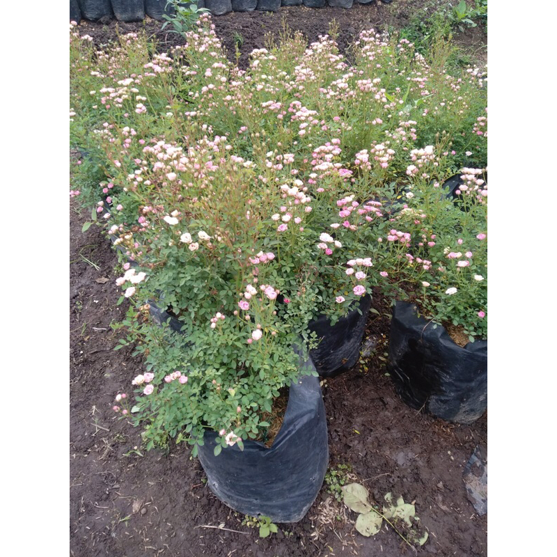 Jual Tanaman Bunga Mawar Indukan Baby Rose Super Rimbun | Shopee Indonesia