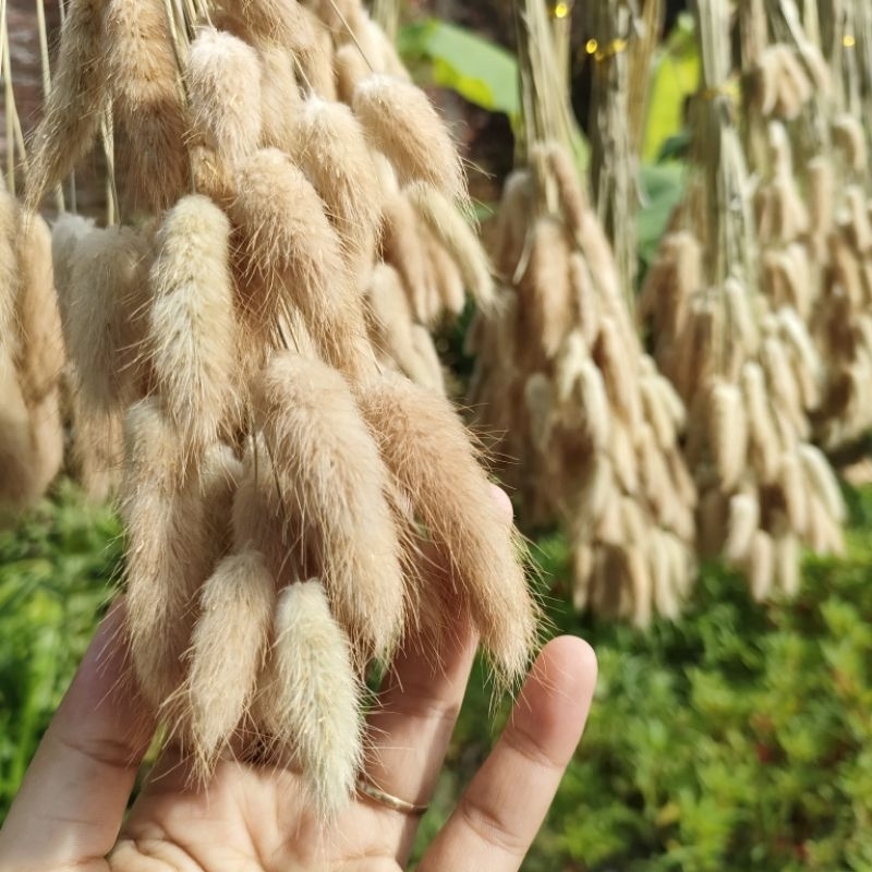 Jual [30 tangkai] bunga kering bunny tail bunga buket bunga mahar ...