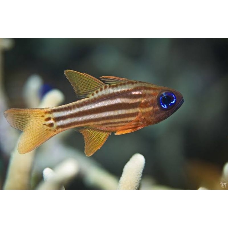 Jual Ikan Hias Air Laut Cardinal Blue Eye Fish | Shopee Indonesia