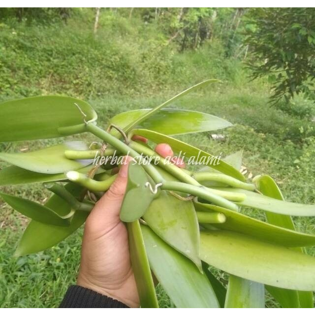 Jual Stek vanili / panili unggul jenis planipolia andrews benih vanilla ...