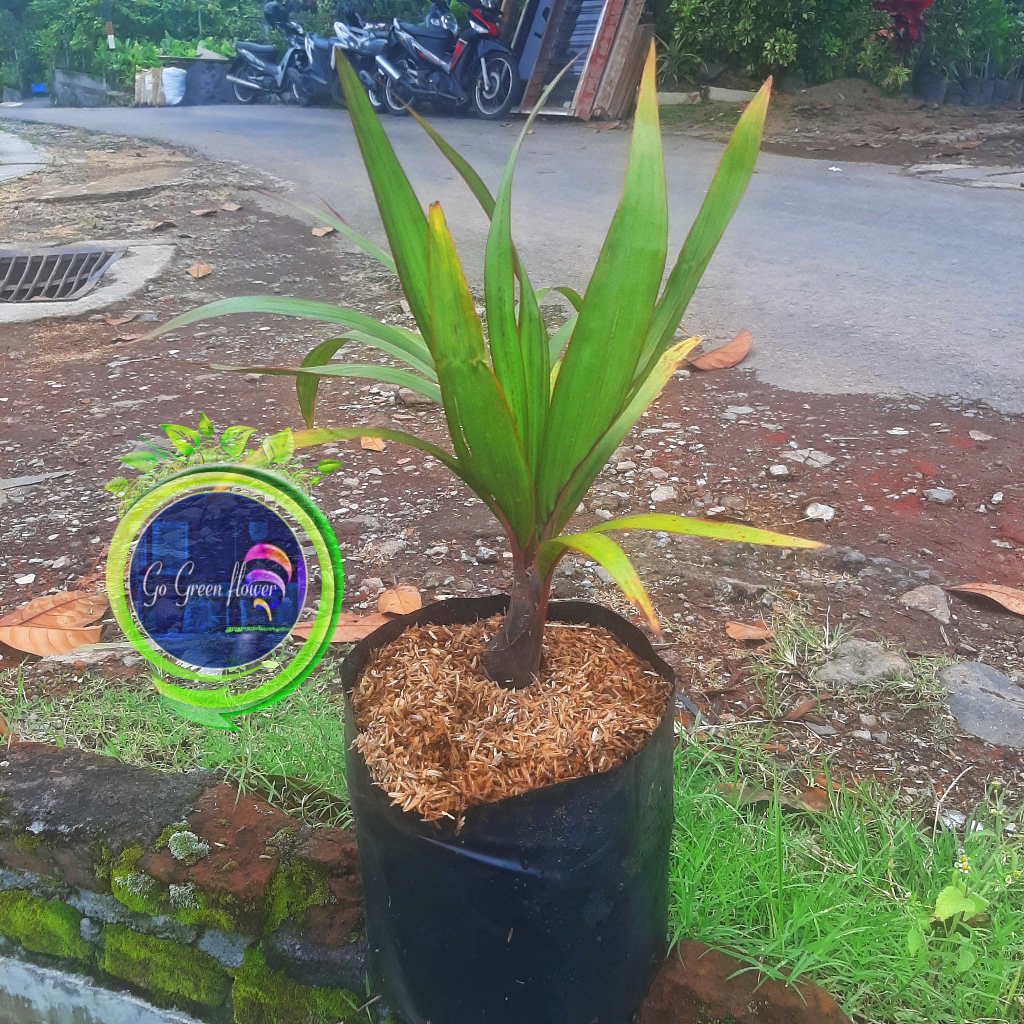Jual PALEM BOTOL Hyophorbe lagenicaulis Bottle Palm or Palmiste ...