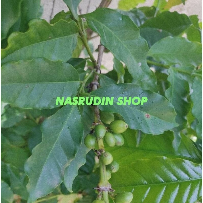 Jual DAUN KOPI TUA SEGAR 1KG | Shopee Indonesia