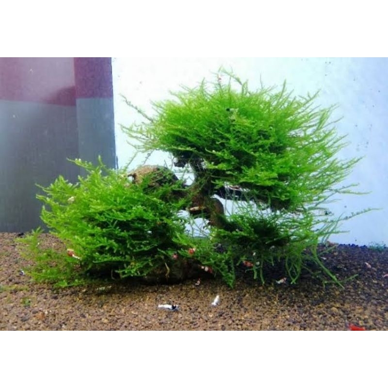 Jual Java Moss tanaman aquascape | Shopee Indonesia