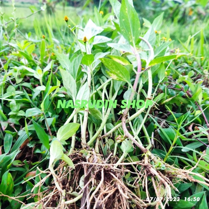 Jual DAUN JOTANG 20 POHON UTUH SEGAR DENGAN AKAR / JATONG GETANG ...