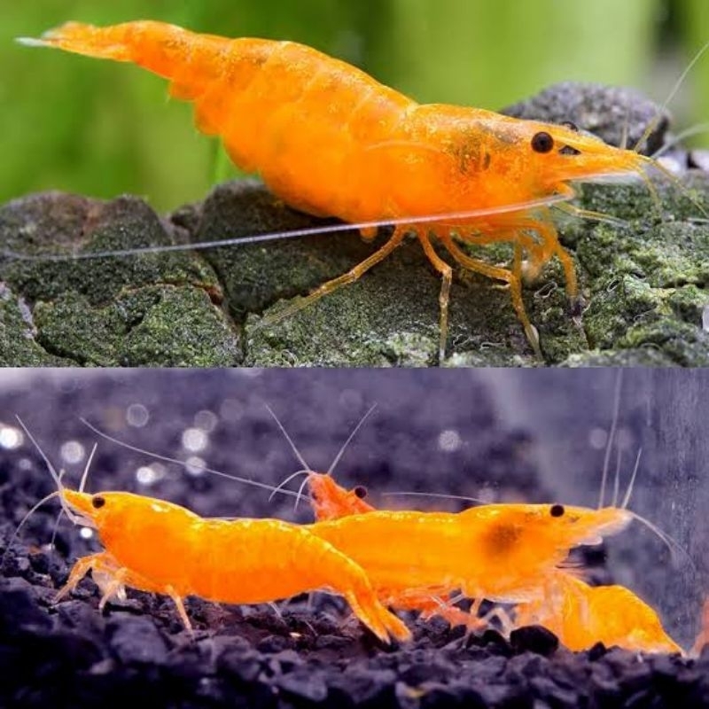 Jual Oranye Shrimp/Udang Hias Aquascape Sunkist/Udang Hias Oranye/Udang ...