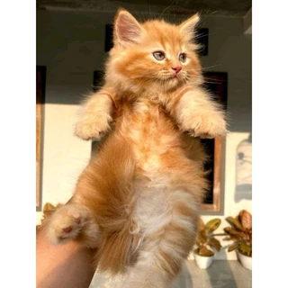 Produk Adopsi_kucing (Bermahar) | Shopee Indonesia