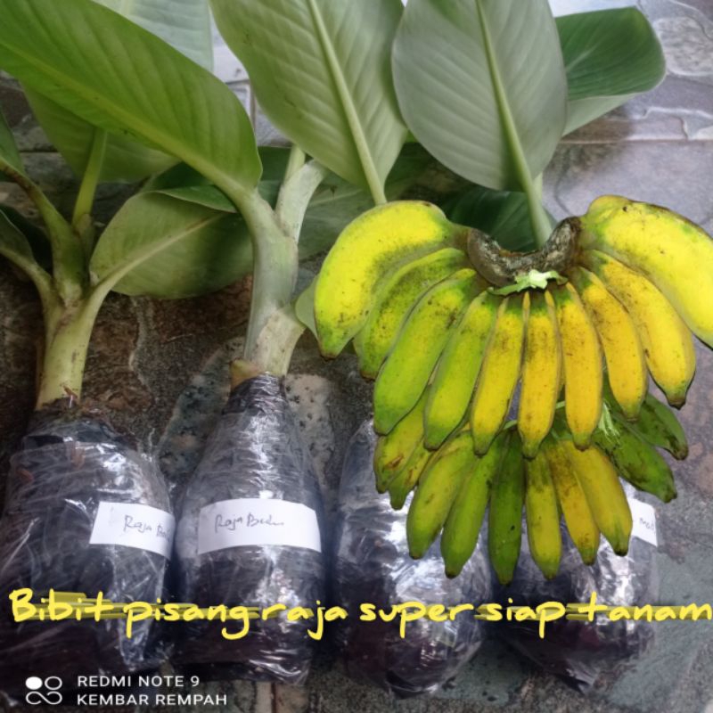 Jual Tanaman Pisang Raja Super Siap Tanam | Shopee Indonesia