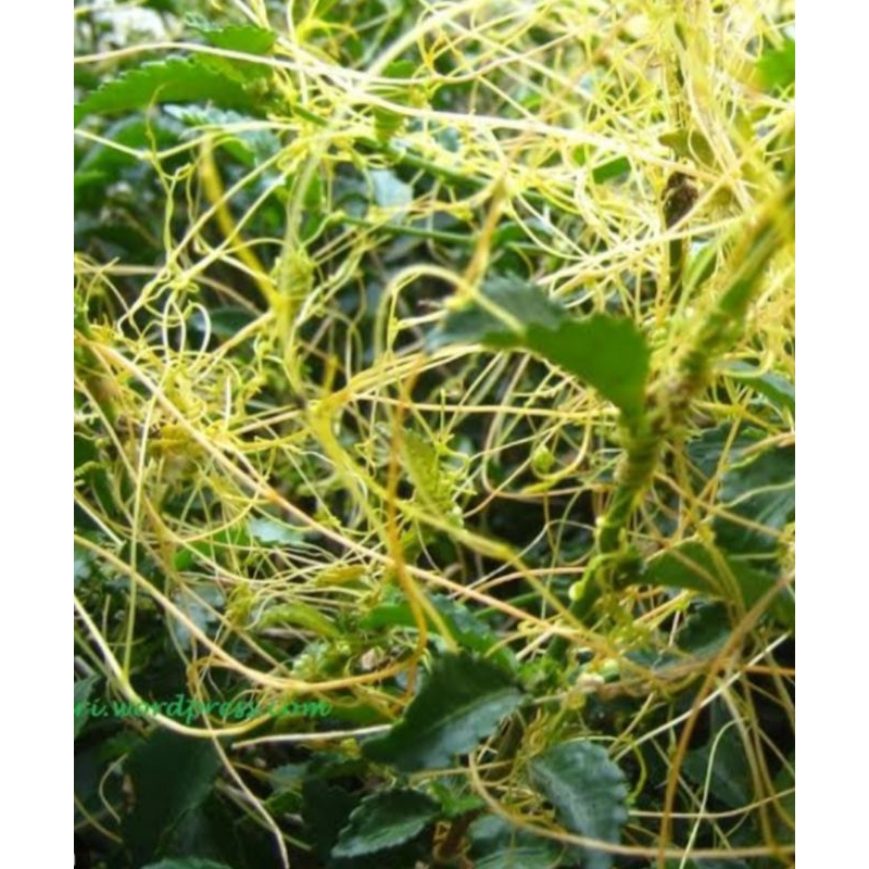 Jual Benalu tali putri segar 50 gram | Shopee Indonesia