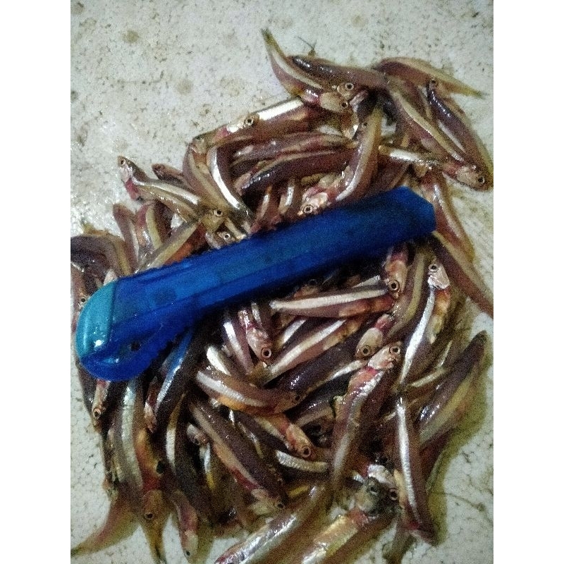 Jual Ikan Teri Basah Galer Fresh Frozen Hasil Laut Segar 1Kg BERGARANSI ...