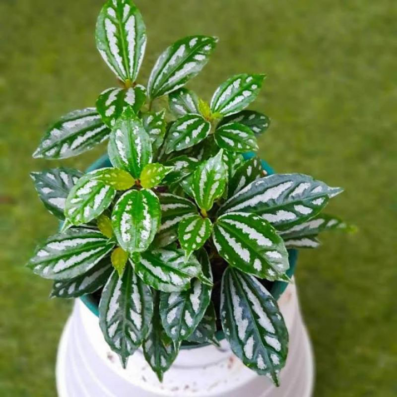 Jual ( BISA COD ) Tanaman Hias Pilea Mutiara Daun Mutiara / Tanaman ...