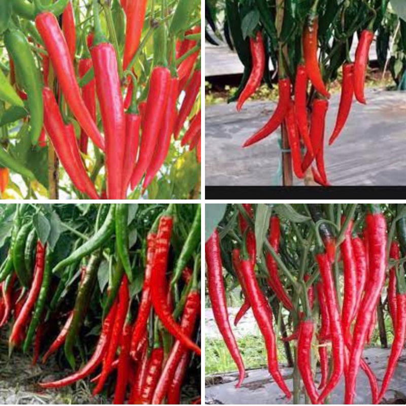 Jual BIBIT LOMBOK/CABAI MERAH BESAR (beli 5 gratis 1) | Shopee Indonesia