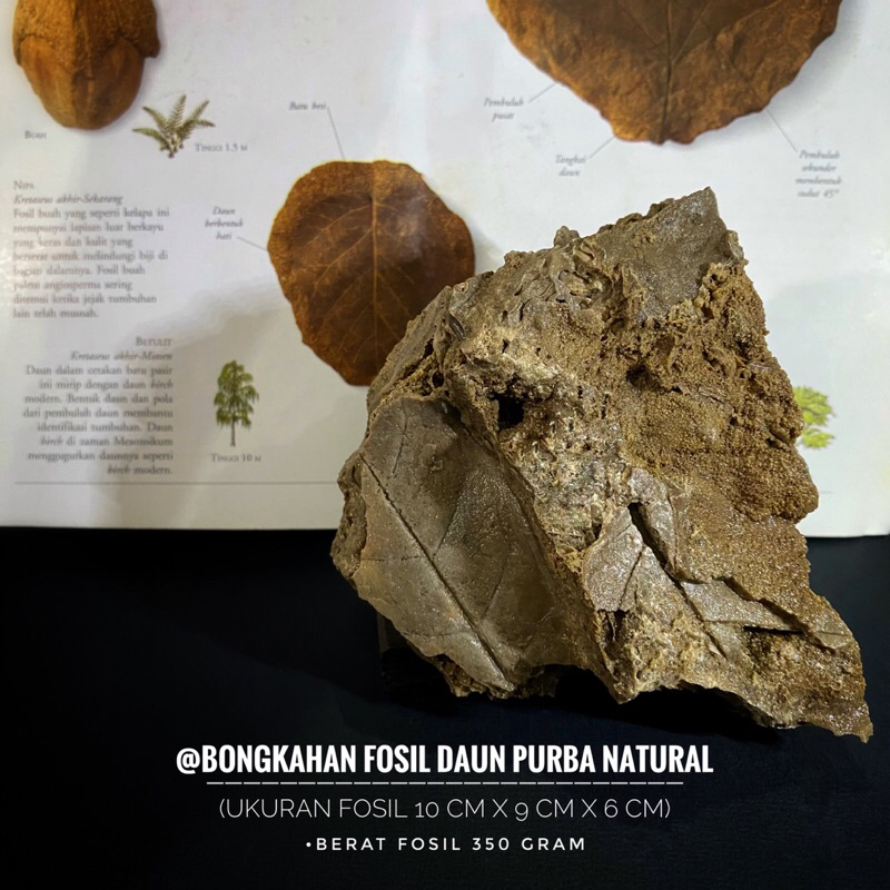 Jual Fosil Daun Purba Natural E2 atau Fosil Tumbuhan Mesozoikum atau ...