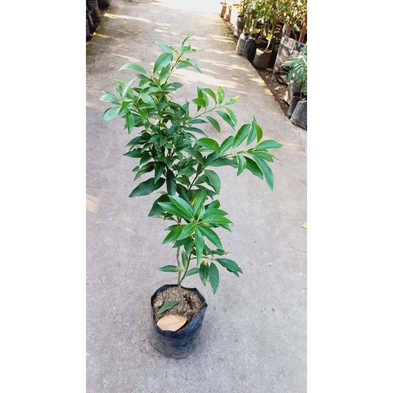 Jual bibit tanaman jeruk nagami pilihan dan siap berbuah dalam pot ...
