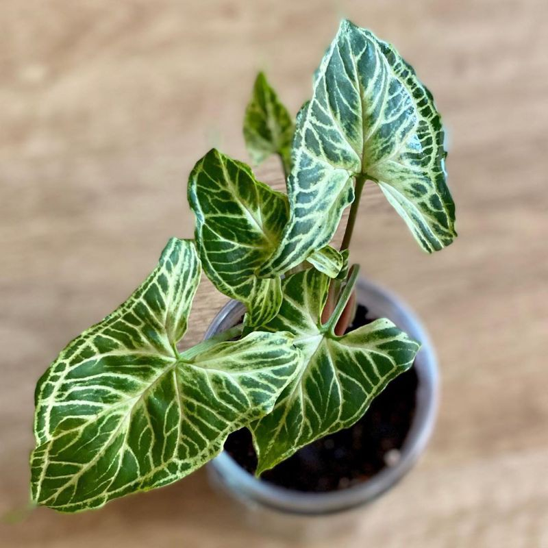 Jual syngonium cantik - syngonium batik - syngonium hijau - tanaman ...