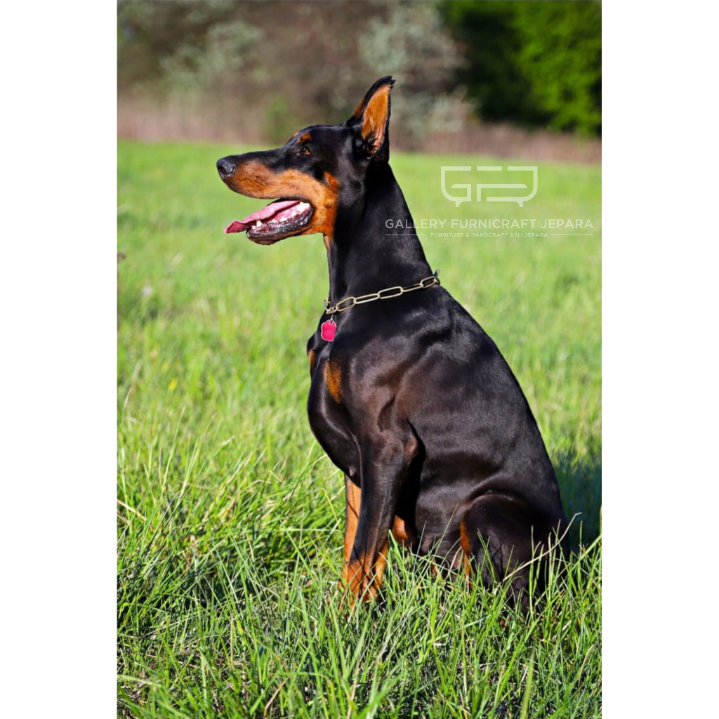 Jual Custom Patung Miniatur Anjing Doberman Kayu Jati 20cm | Shopee ...