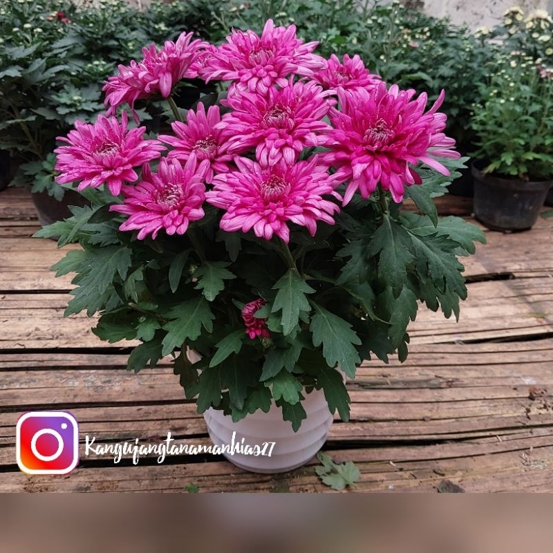 Jual Tanaman Hidup Bunga krisan aster ( SUDAH BERBUNGA BUKAN BERUPA BIBIT ) | Shopee Indonesia