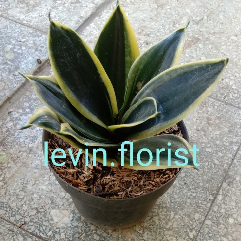 Jual Sansevieria hahnii pagoda / jade marginata sansivieria sansivera ...