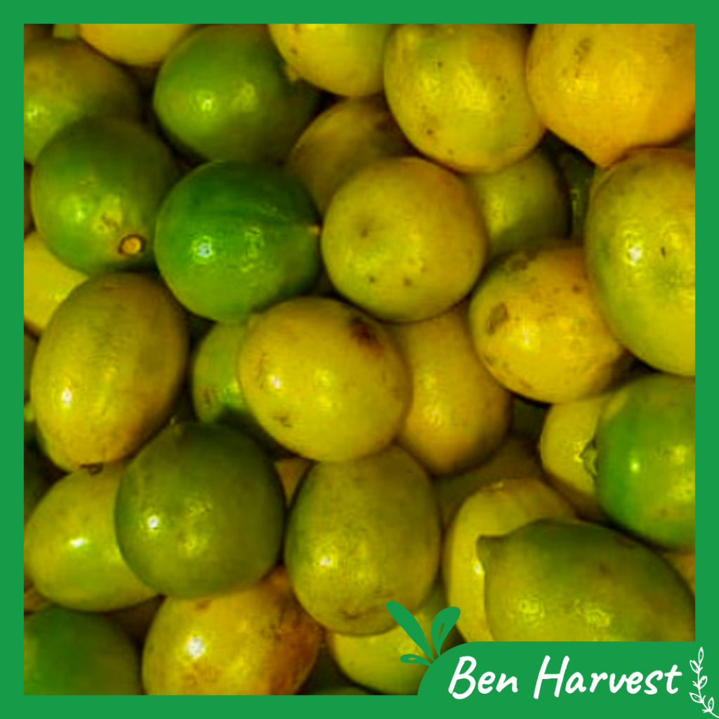 Jual Jeruk Lemon Lokal Segar - 500 gram | Shopee Indonesia