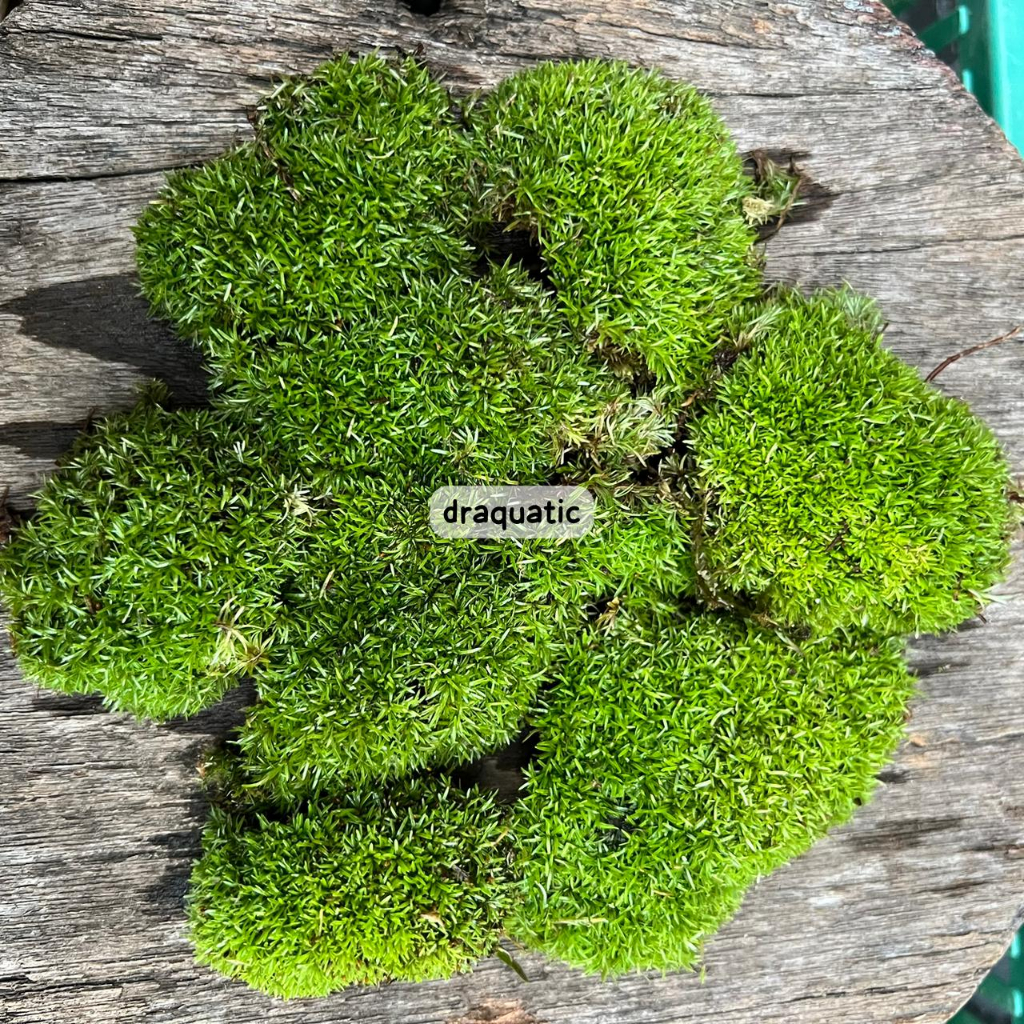 Jual Moss Mutiara Untuk Paludarium Terrarium Vivarium | Shopee Indonesia