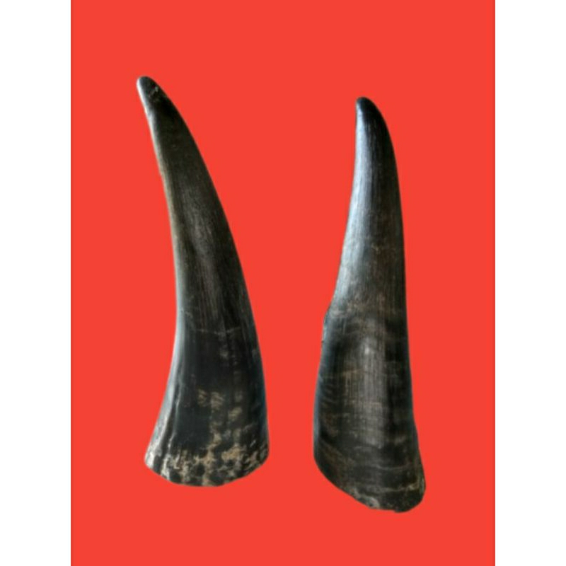 Jual mentahan tanduk sapi sepasang ukuran 20-25 per tanduk | Shopee ...
