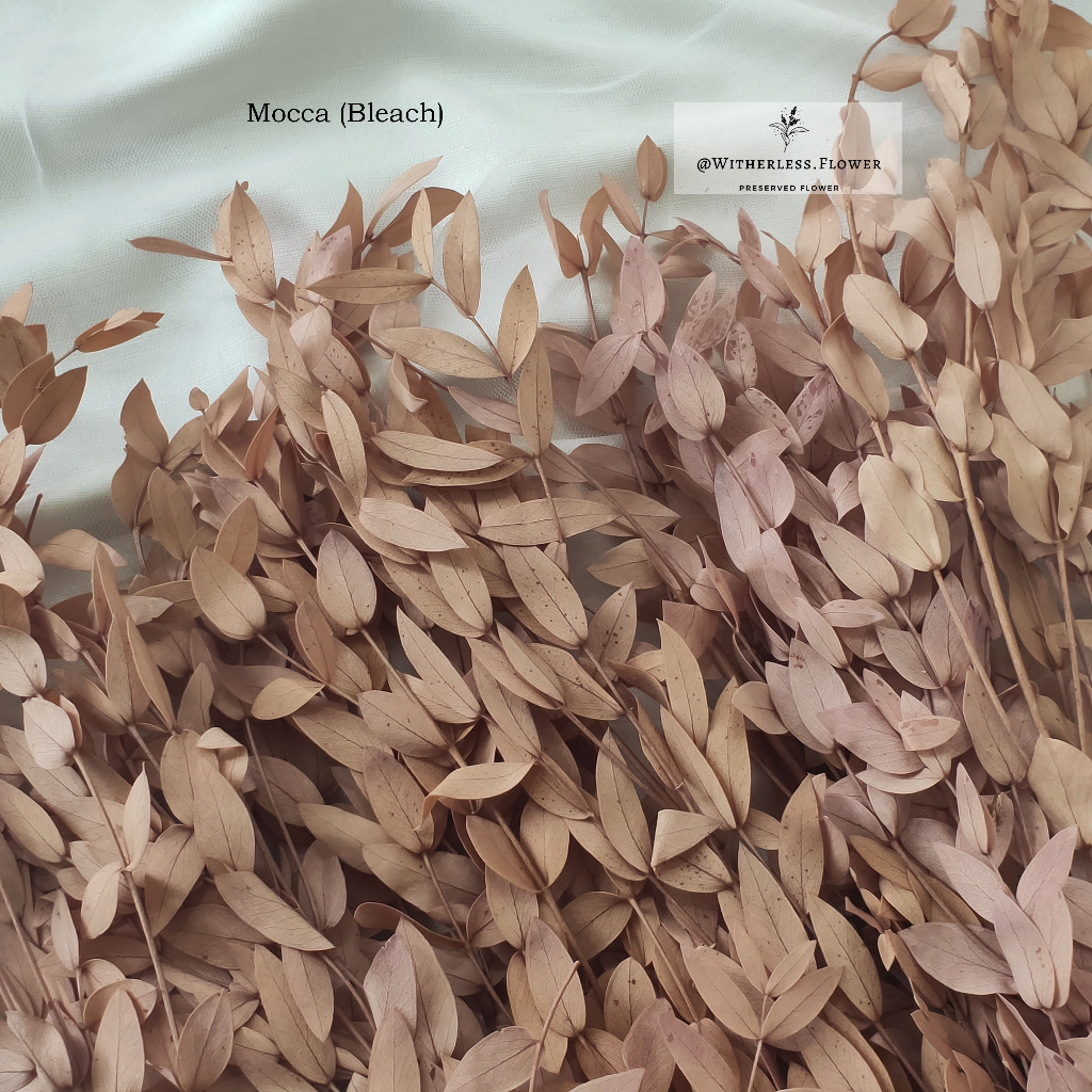 Jual 50 gr Preserved Eucalyptus Parvifolia / Dried Flower Awetan ...