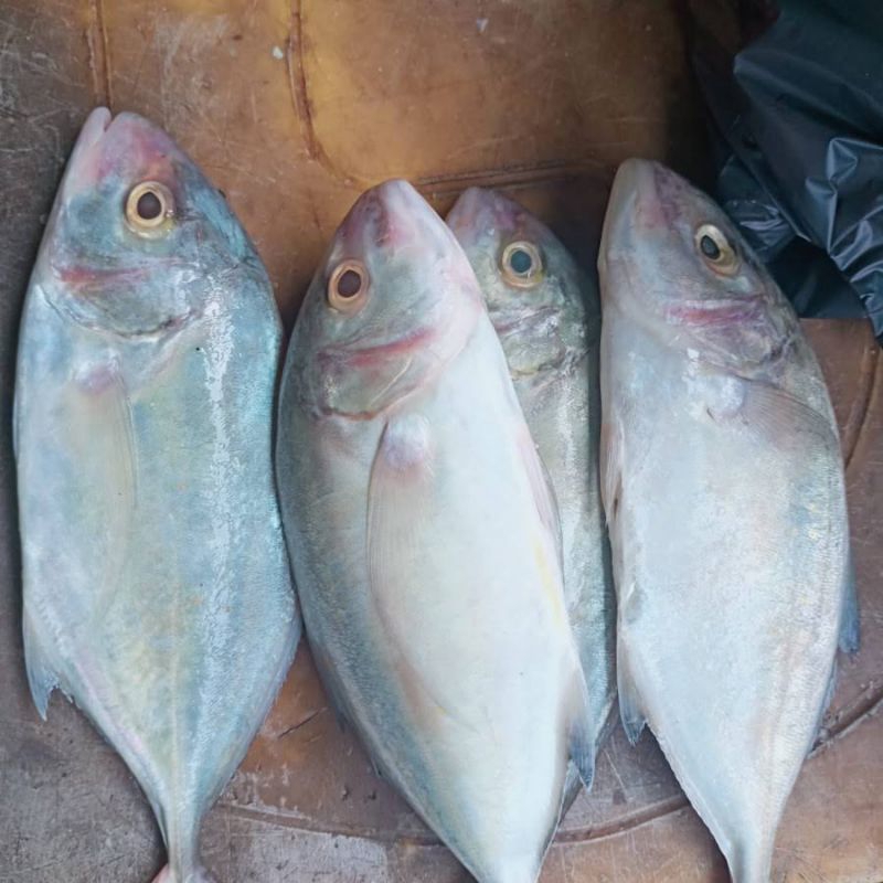 Jual Ikan Kuwe Lilin Hasil Laut Segar Seafood Fresh 1 Kg | Shopee Indonesia