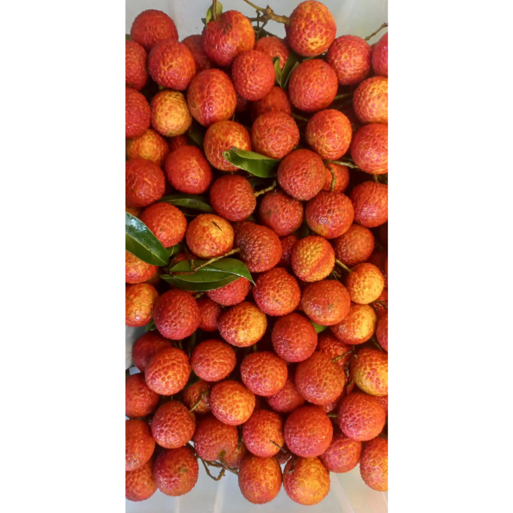 Jual Buah Leci/Lychee/Lecy Manis | Shopee Indonesia