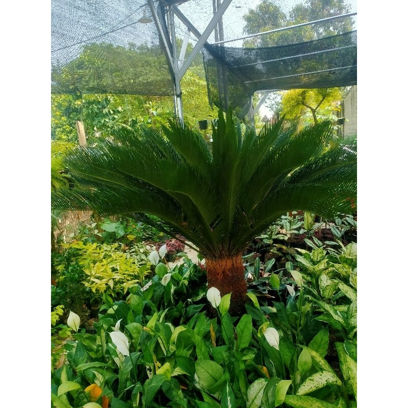 Jual pohon bonsai palem sikas ukuran besar tinggi 1 meter lebih/sikas ...