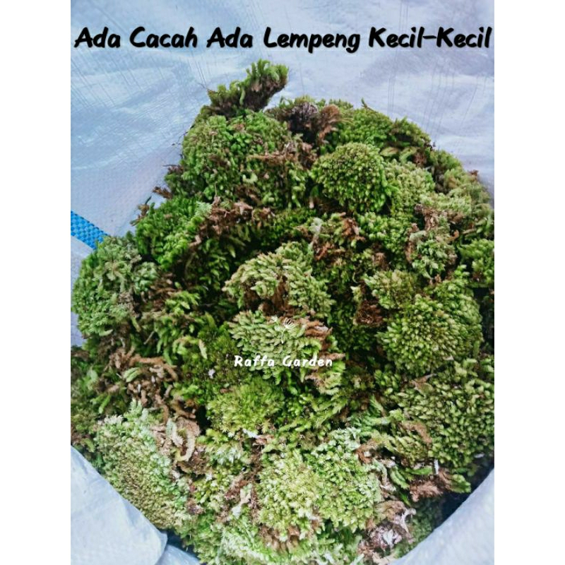 Jual Lumut Pinus Kemasan 1 Karung 50Kg Bersih Tanpa Sampah Siap Pakai ...