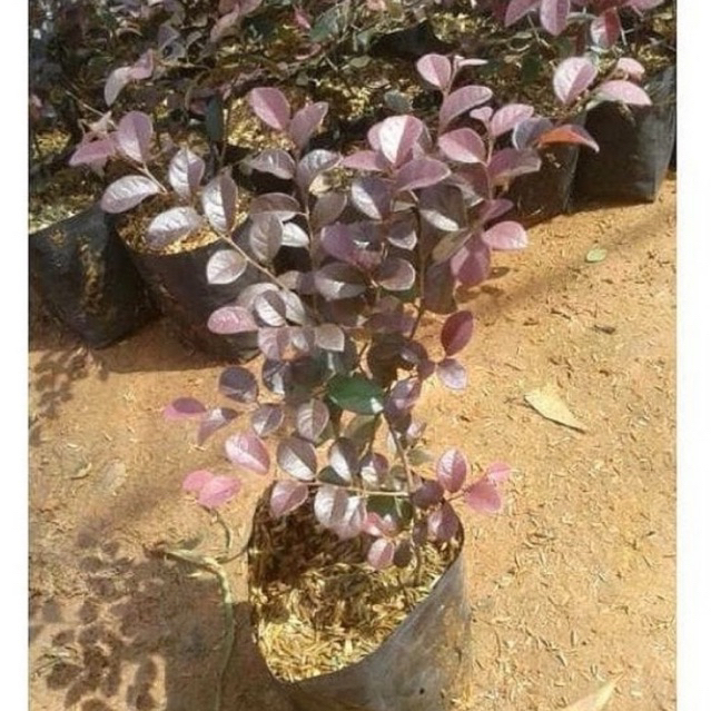 Jual ( BISA COD ) TERMURAH Tanaman Hias Coropitalum Bidara Merah Pohon ...