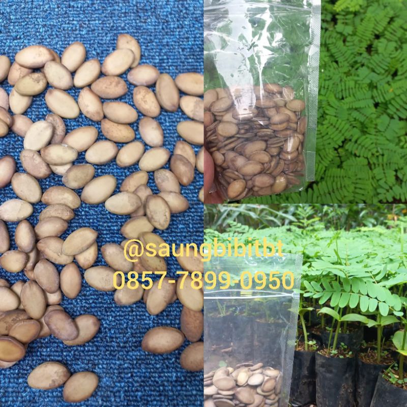 Jual BENIH BIJI Solobium Parahyba - Tanaman Solobium - Pohon Pakis ...