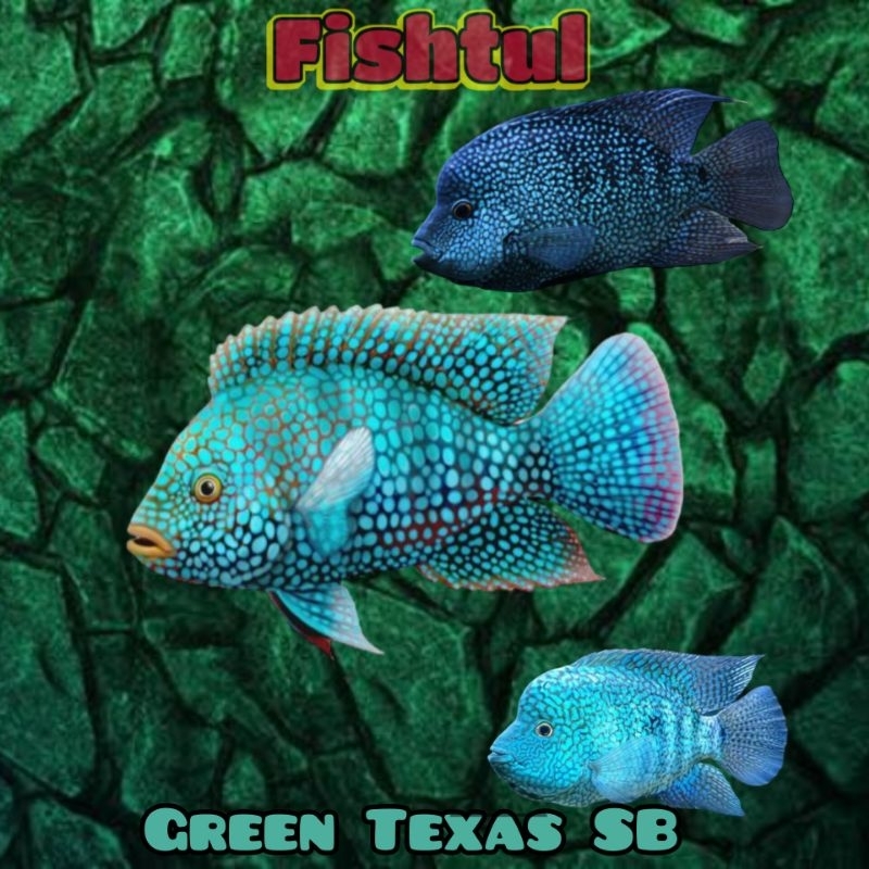 Jual Cichlid Green Texas SB | Shopee Indonesia