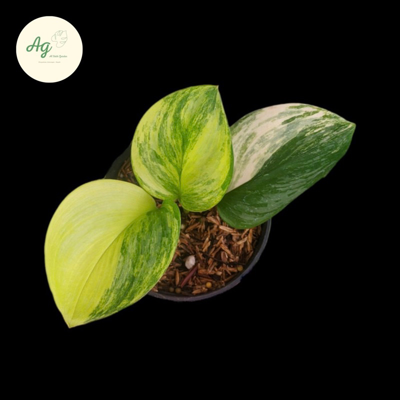 Jual scindapsus rubicon variegata | Shopee Indonesia