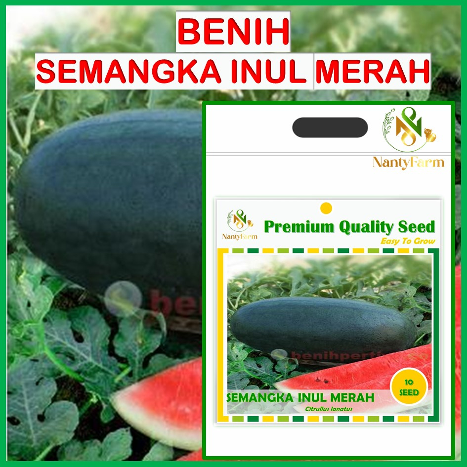 Jual Benih Biji Buah Semangka Inul Merah F1 Hibrida 10 Biji | Shopee ... Jual Benih Biji Buah Semangka Inul Merah F1 Hibrida 10 Biji | Shopee ...
