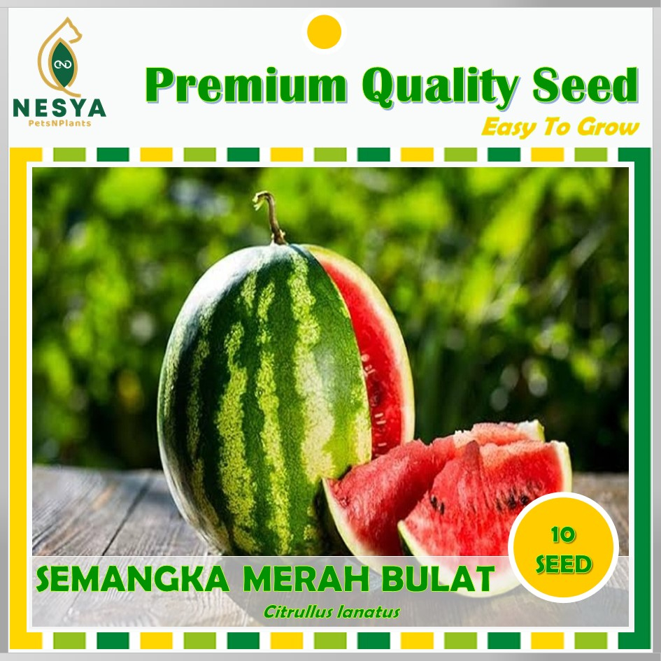 Jual Benih Semangka Merah Bulat Biji Buah Semangka 10 biji Unggul ...