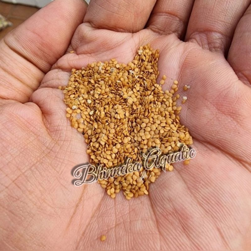 Jual Biji Bibit Benih Buah Ciplukan Ceplukan Cecenet Cecendet Physalis ...