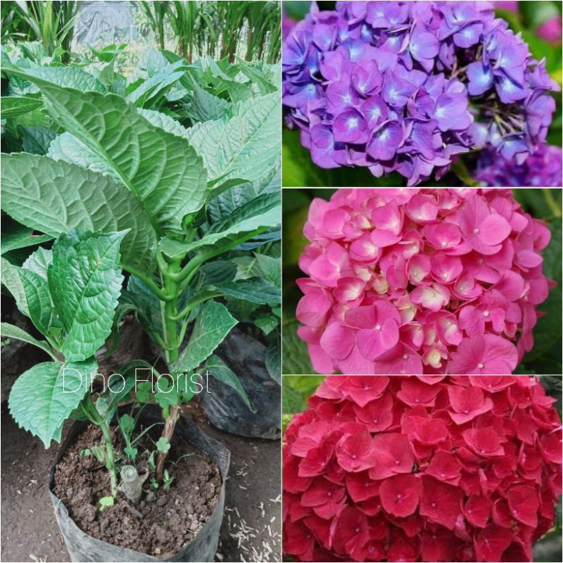 Jual Bibit Tanaman Hias Bunga Pancawarna Hortensia / Hydrangea ...