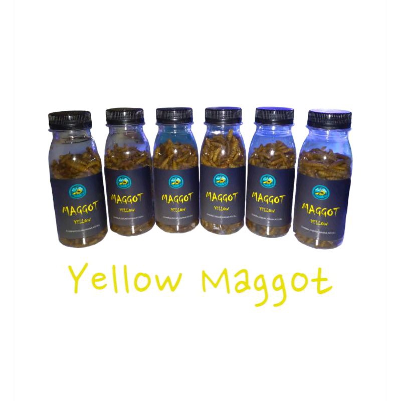 Jual Yellow Maggot Kering Pakan Ikan Kemasan 100ml | Shopee Indonesia