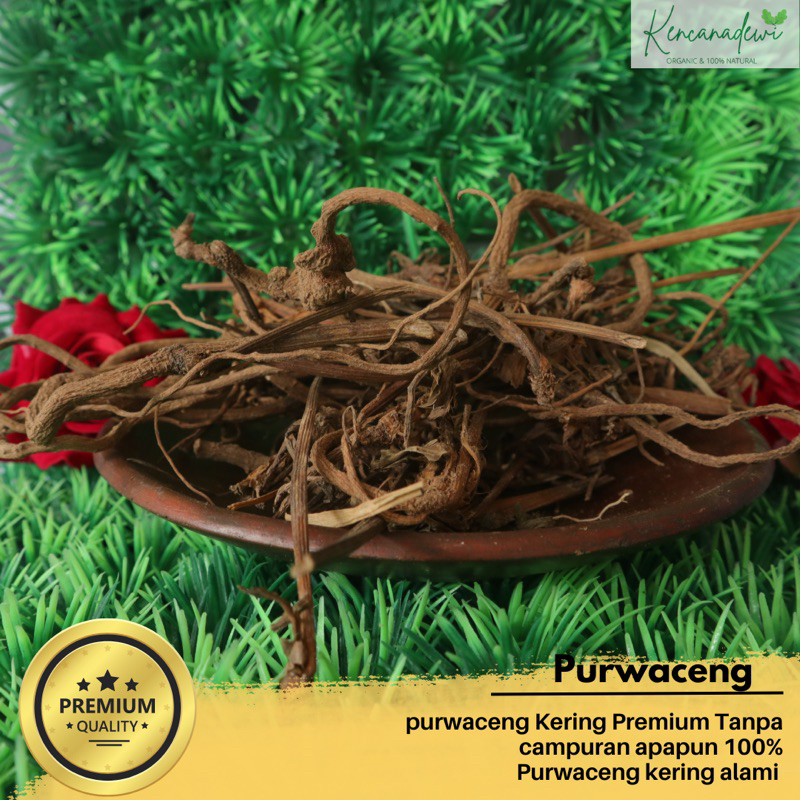 Jual Purwoceng - akar puroceng kering - herbal kering alami | Shopee ...