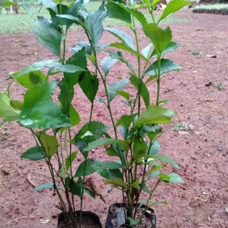 Jual tanaman pagar tanaman tetean - tanaman teh tehan | Shopee Indonesia