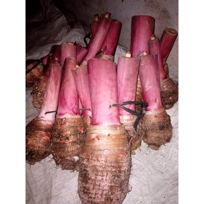 Jual umbi talas ungu 1 kg / talas jumbo pratama 3 | Shopee Indonesia