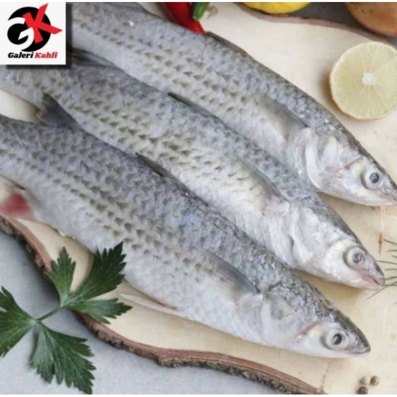 Jual IKAN BELANAK / IKAN KACANG KACANG FRESH GRADE A_1Kg/ ANEKA IKAN ...