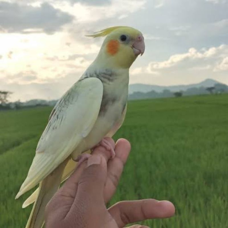 Jual BURUNG FALK FALAK PARKIT AUSTRALIA DEWASA SIAP TERNAK PENGIRIMAN ...