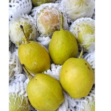 Jual Pear Xiang Li RRC Buah Segar Import/ Pir | Shopee Indonesia