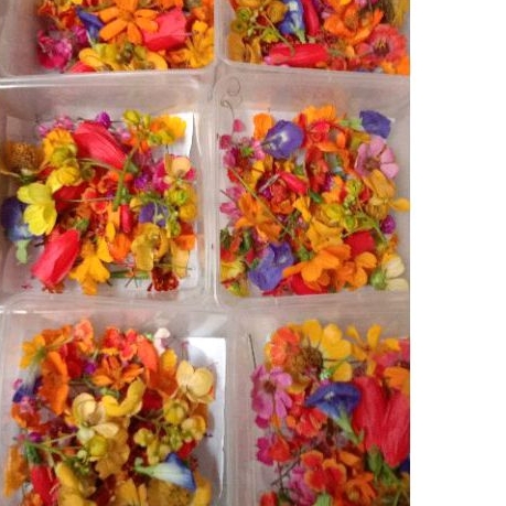 Jual Paket Bunga Segar untuk Ecoprint 50 pcs NO REQUEST JENIS BUNGA ...