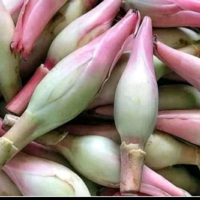 Jual Kecomberang/Kincung/Onje/Bunga Rias 1 kg | Shopee Indonesia