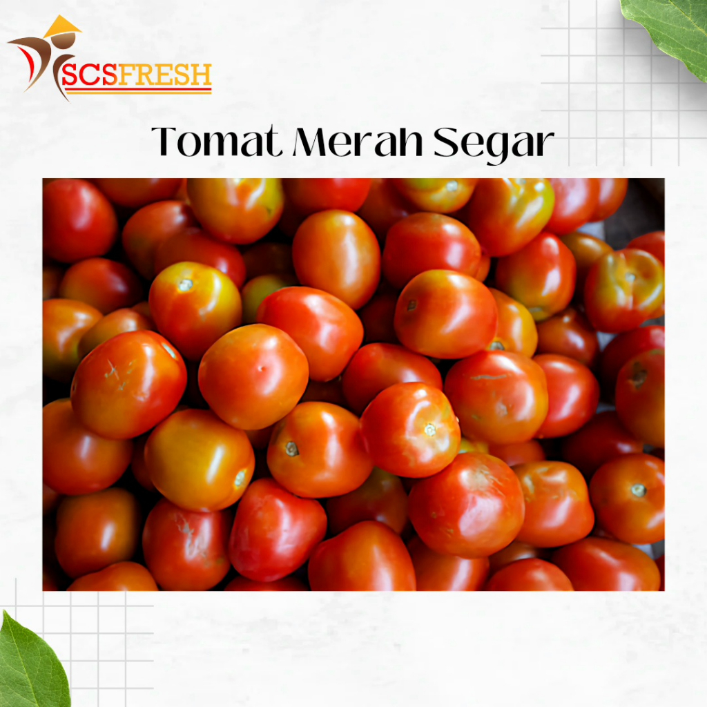 Jual Tomat Merah Segar 1kg | Shopee Indonesia