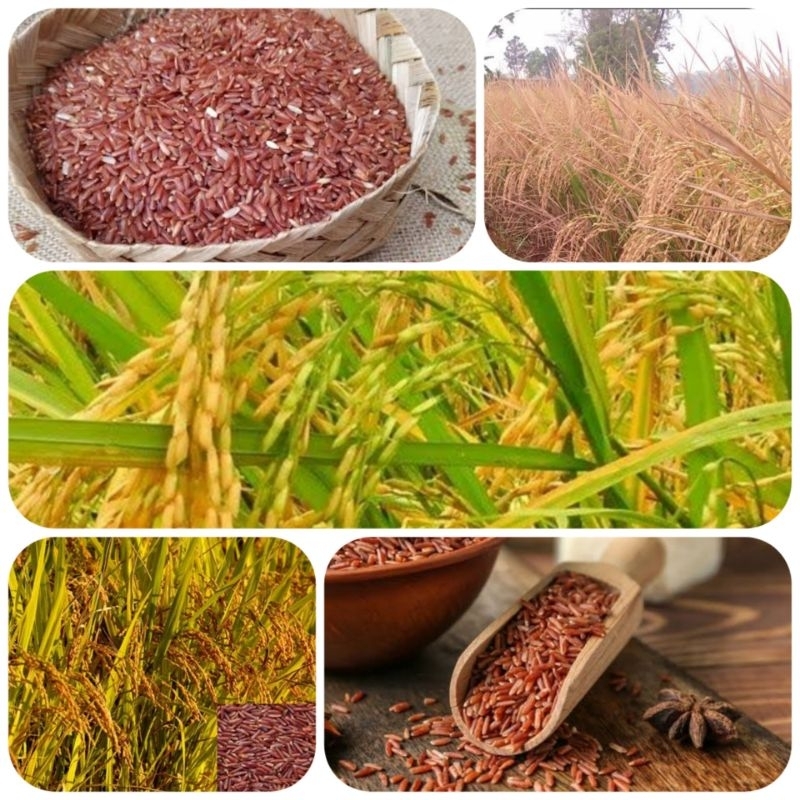 Jual padi beras merah lokal super unggul 1 kg | Shopee Indonesia